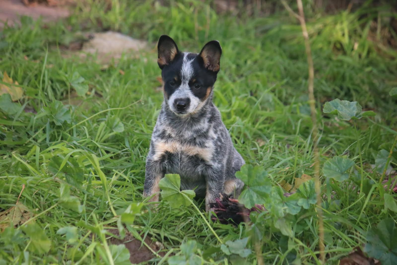 About Miniature Heelers - EFR Mini Heelers - Arizona